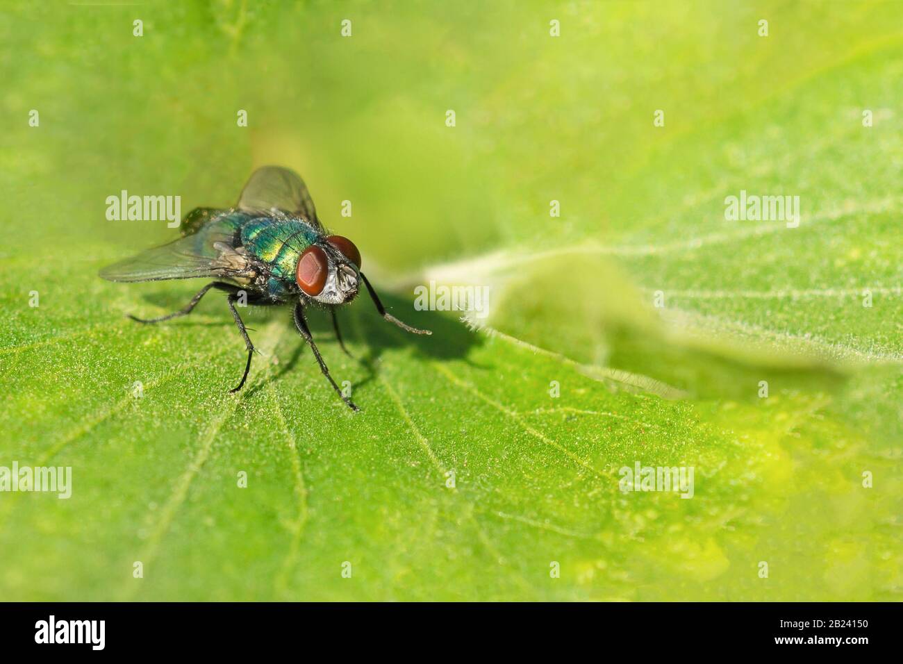 Emerald shiny dung fly (lat. Scathophagidae) on a green leaf Stock ...