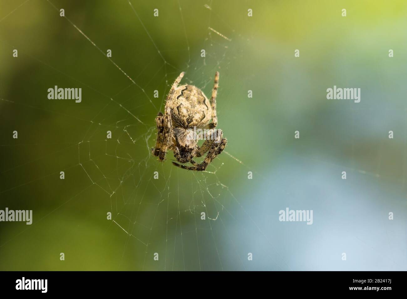 Spider garden-spider (lat. Araneus) of the genus araneomorph spiders of ...