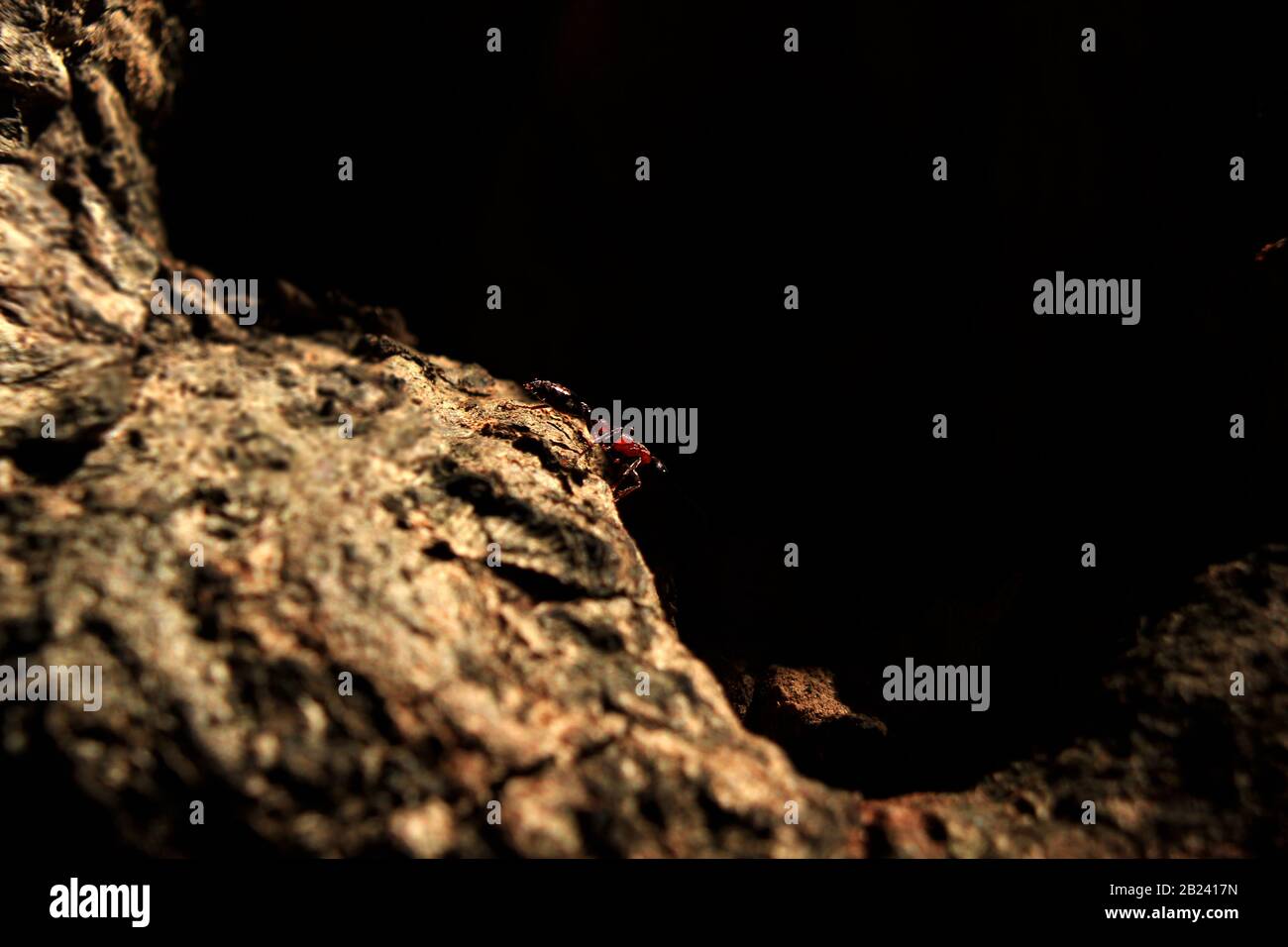 Ant texture hi-res stock photography and images - Alamy