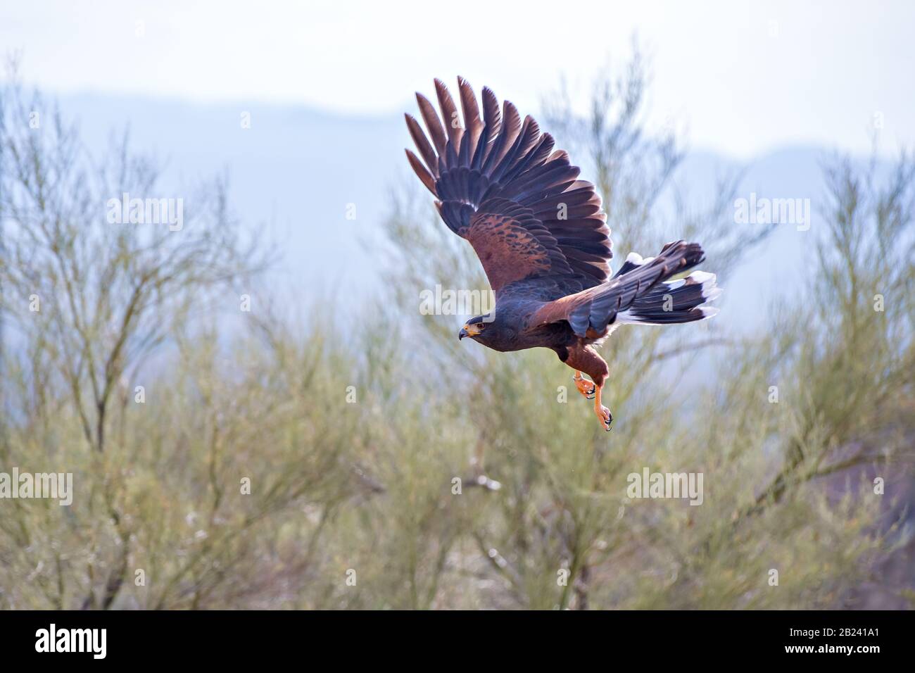Harris Hawk in Flight across the Arizona Southwest Desert Stock Photo ...