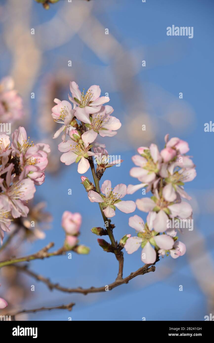 almond blossom flower, background, tree pattern nature Stock Photo - Alamy