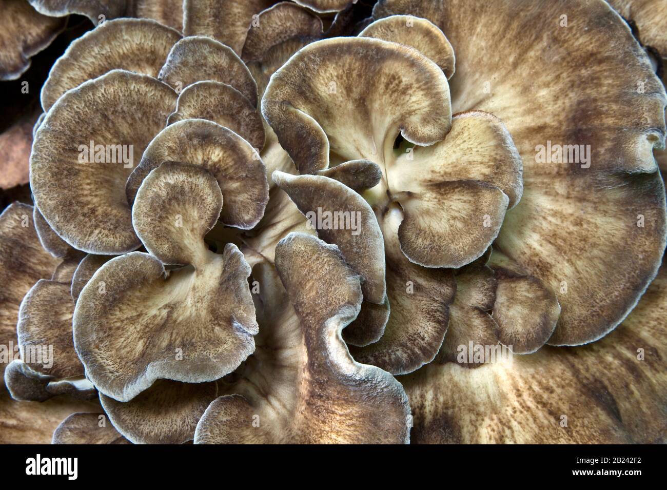 Hen of the woods hi-res stock photography and images - Alamy