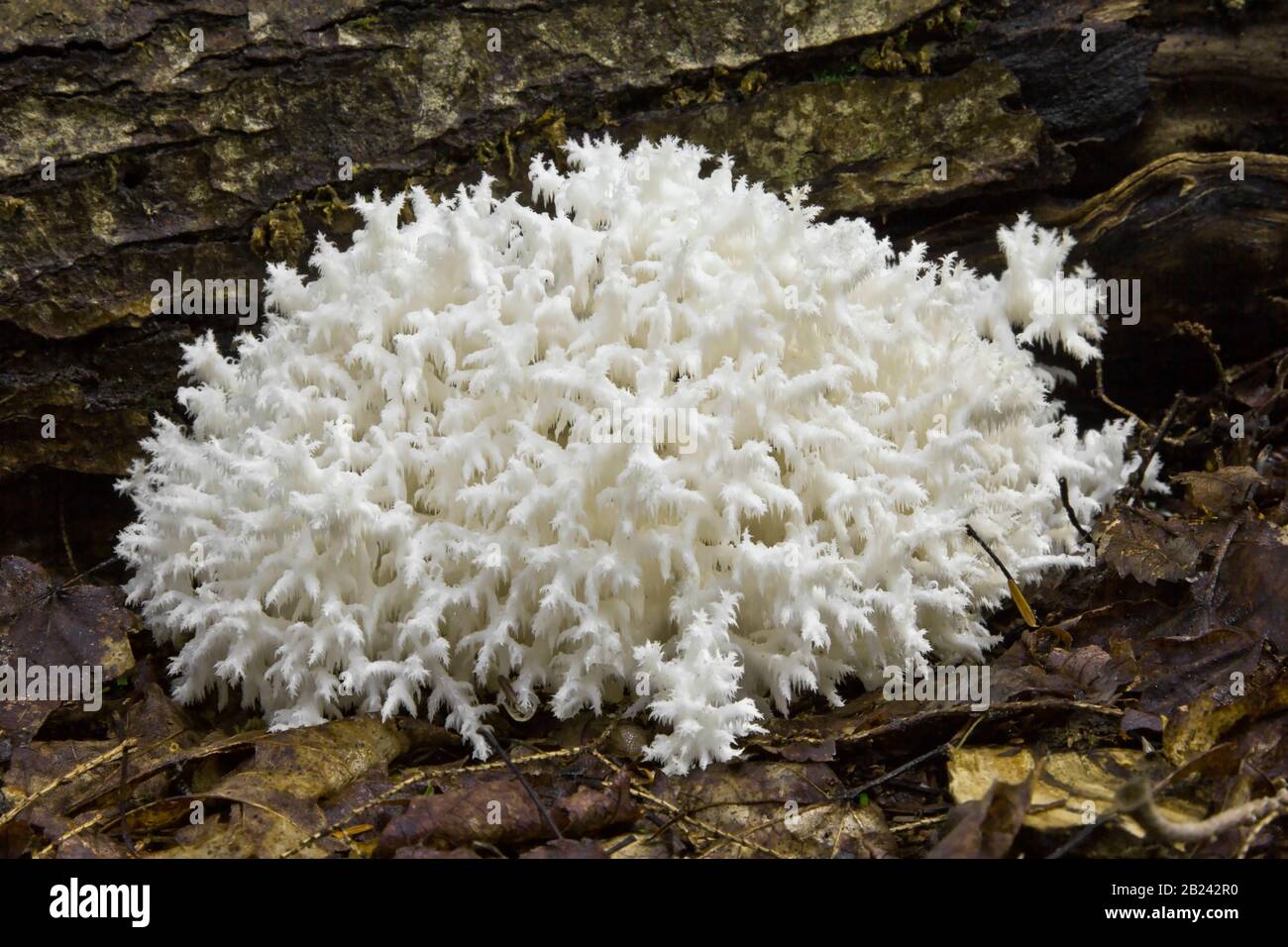 Comb Tooth Fungus Stock Photo - Alamy