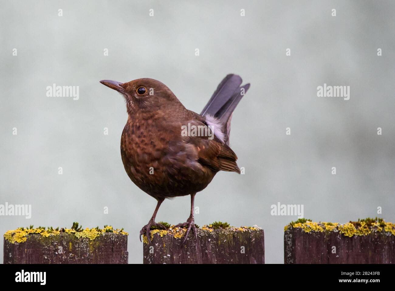 Common blackbird female, turdus merula. Bird sitting on fence in garden ...