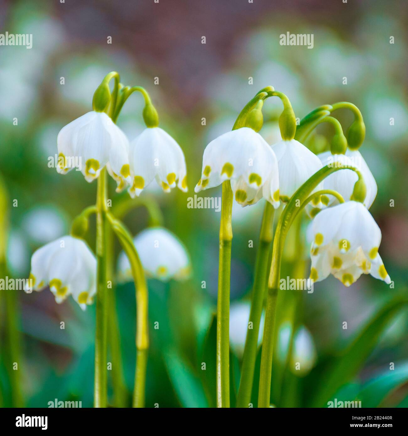 white snowflake flowers blooming on the forest glade. beautiful side ...