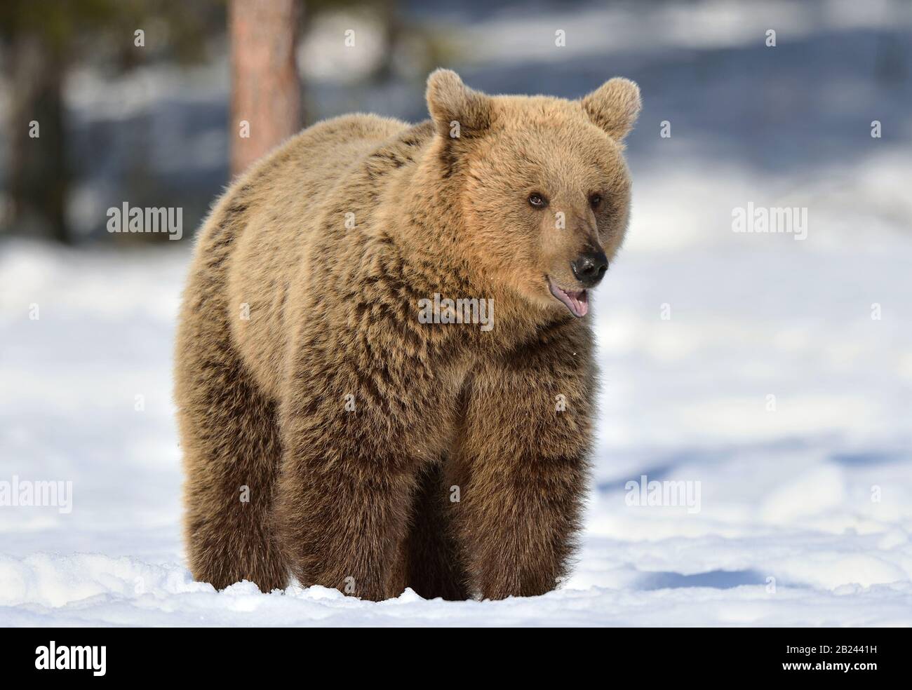 Bear at sunny winter day on the snow. Brown bear in winter forest ...