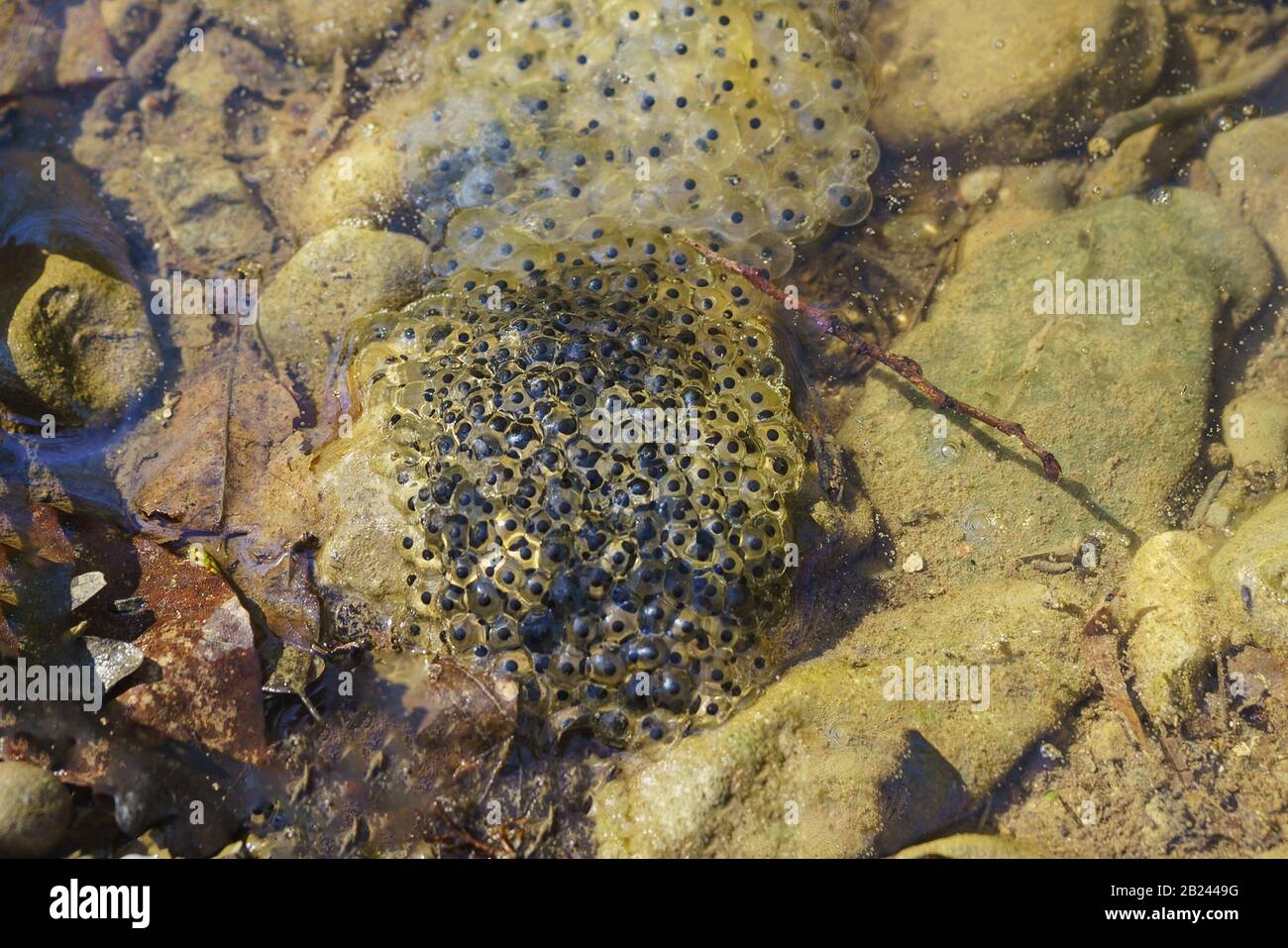 Laying calf frog lake (lat. Pelophylax ridibundus) in the transparent ...