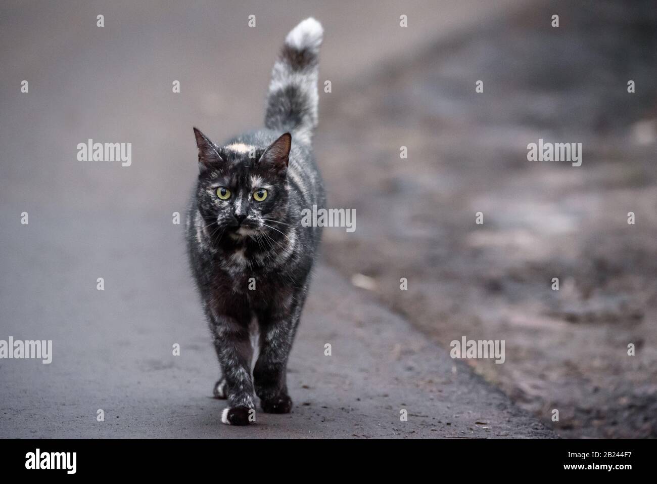 Mottled, dark coloured cat walks on the street Stock Photo - Alamy