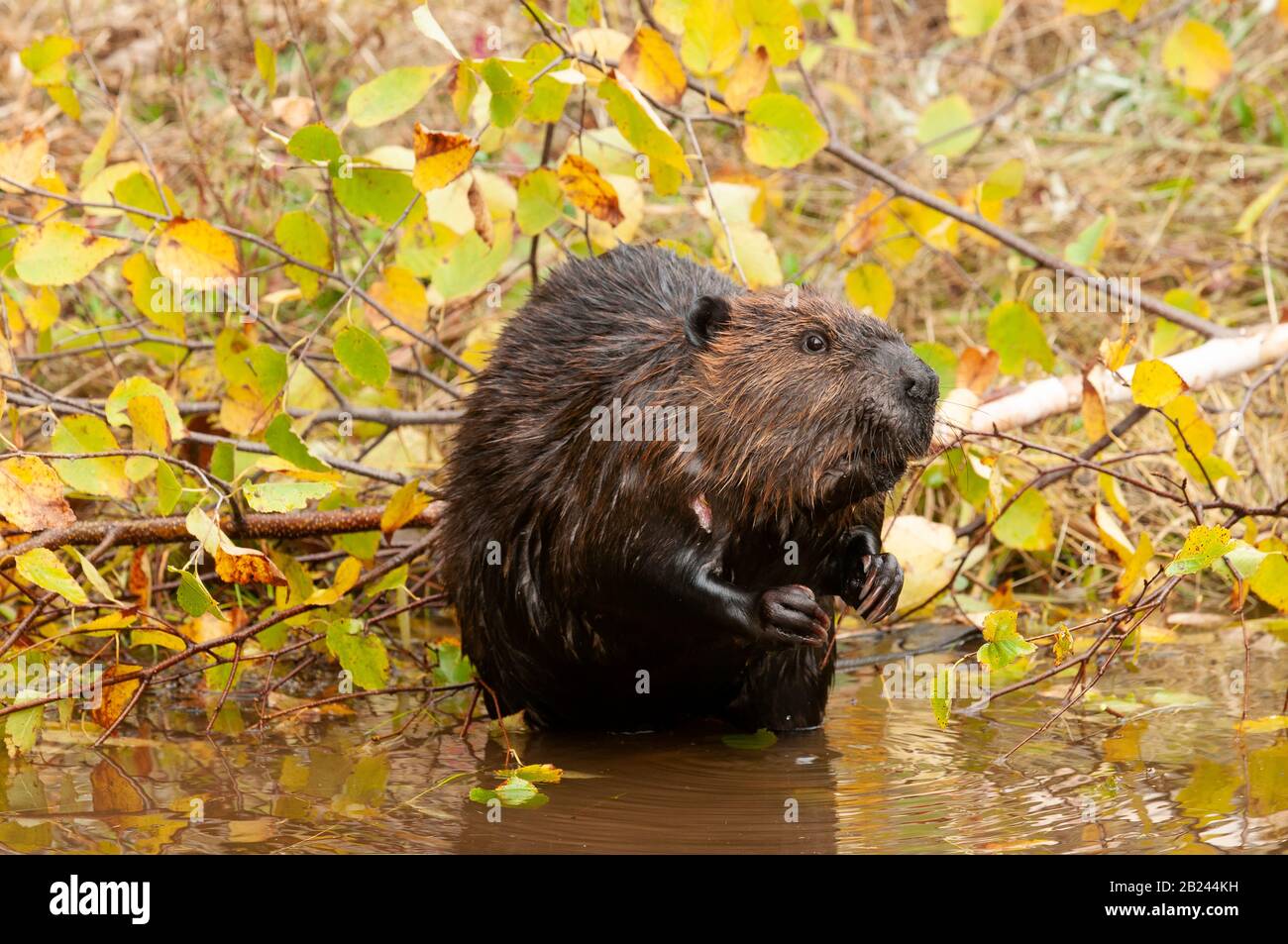 American Beaver (Castor canadensis) cutting Aspen tree (Populus ...