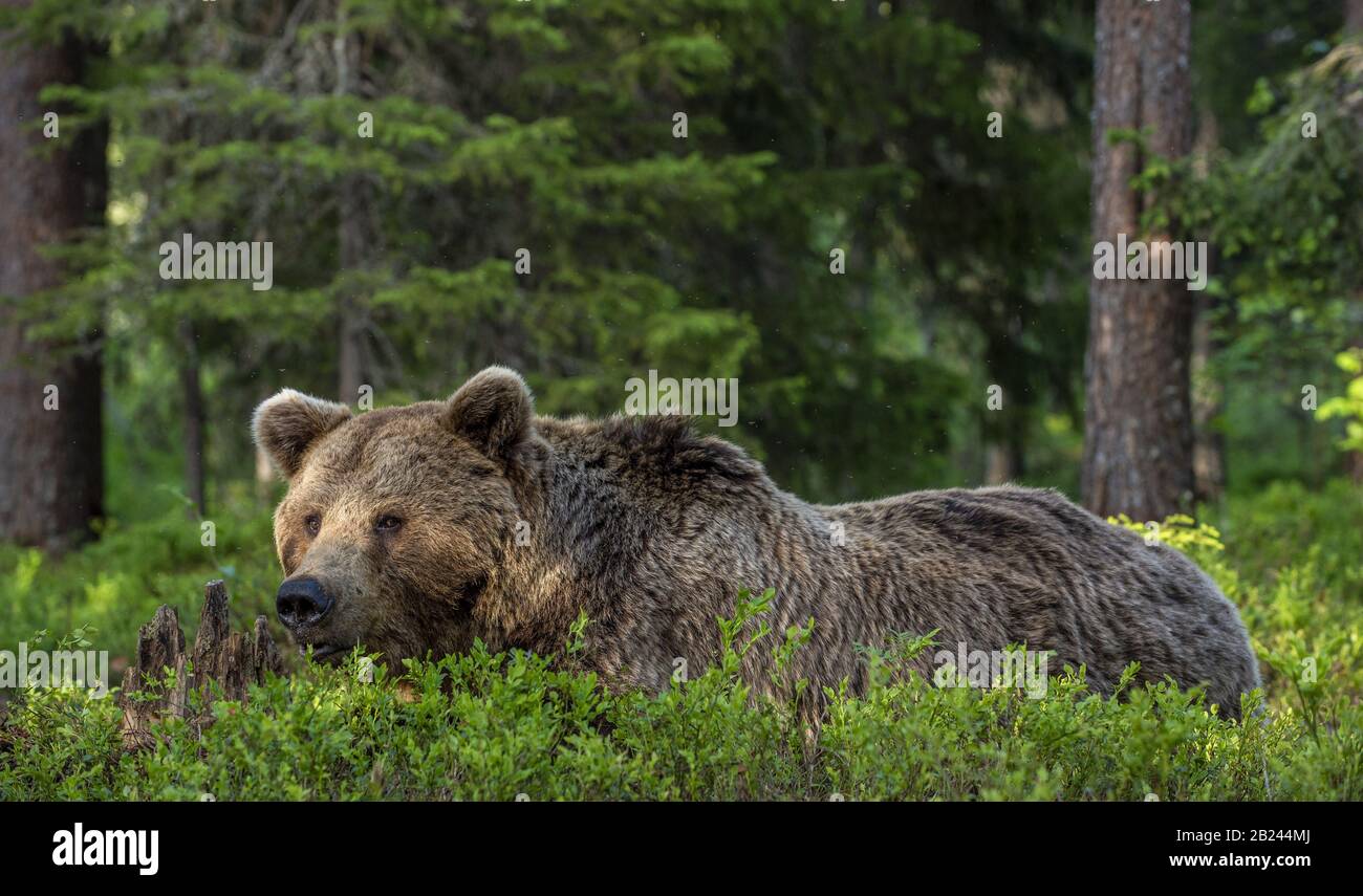 Wild Adult Male of Brown bear in the pine forest. Close up portrait ...