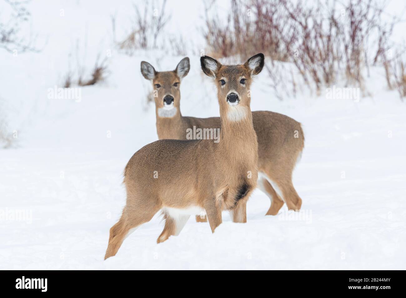 White-taile deer (Odocoileus virginianus), Winter, Eastern North ...