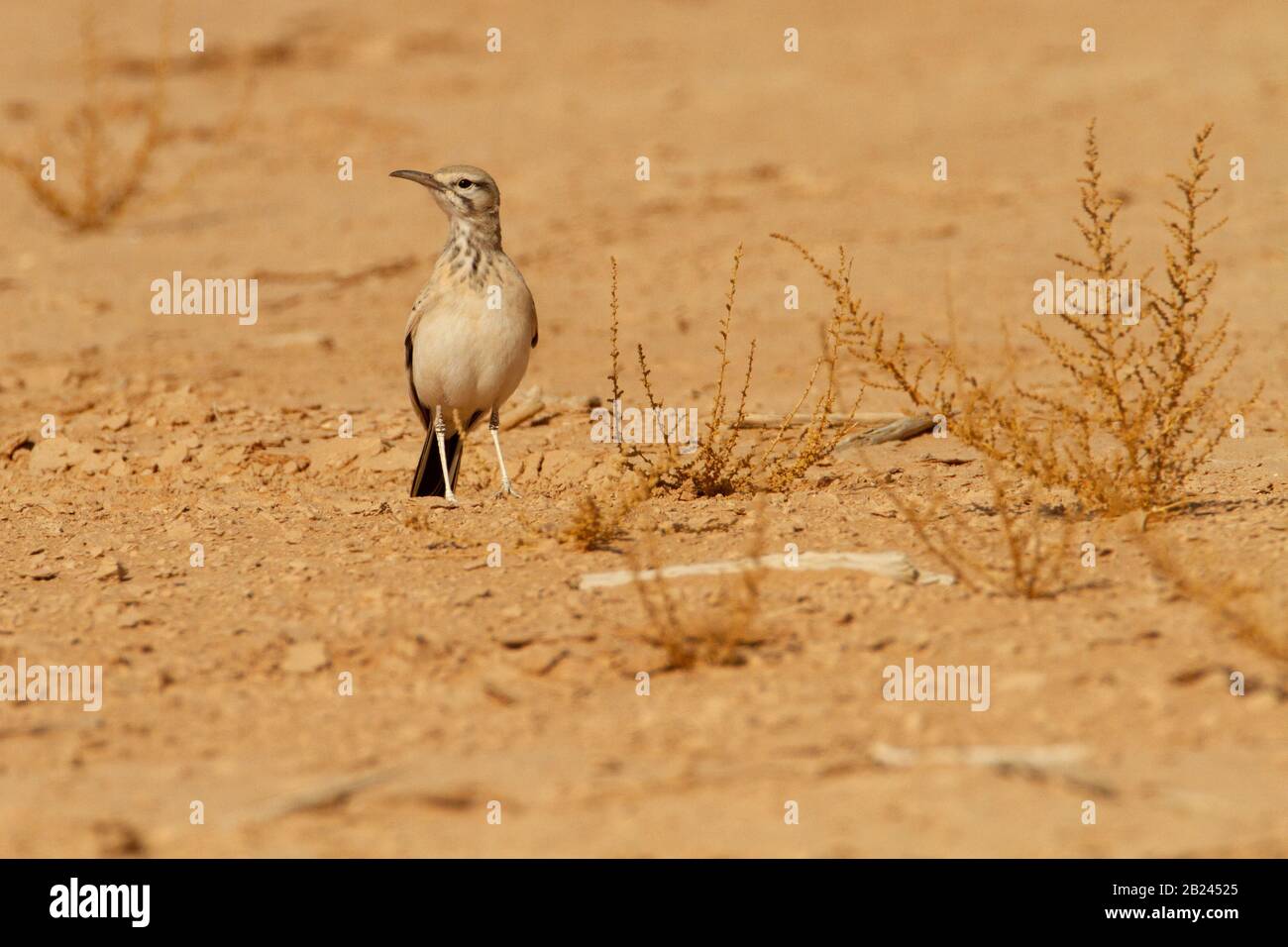 Greater hoopoe-lark (alaemon alaudipes Stock Photo - Alamy