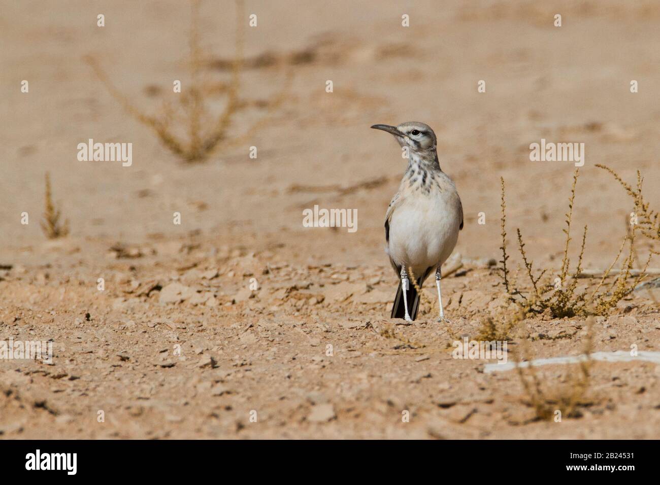 Greater hoopoe-lark (alaemon alaudipes Stock Photo - Alamy