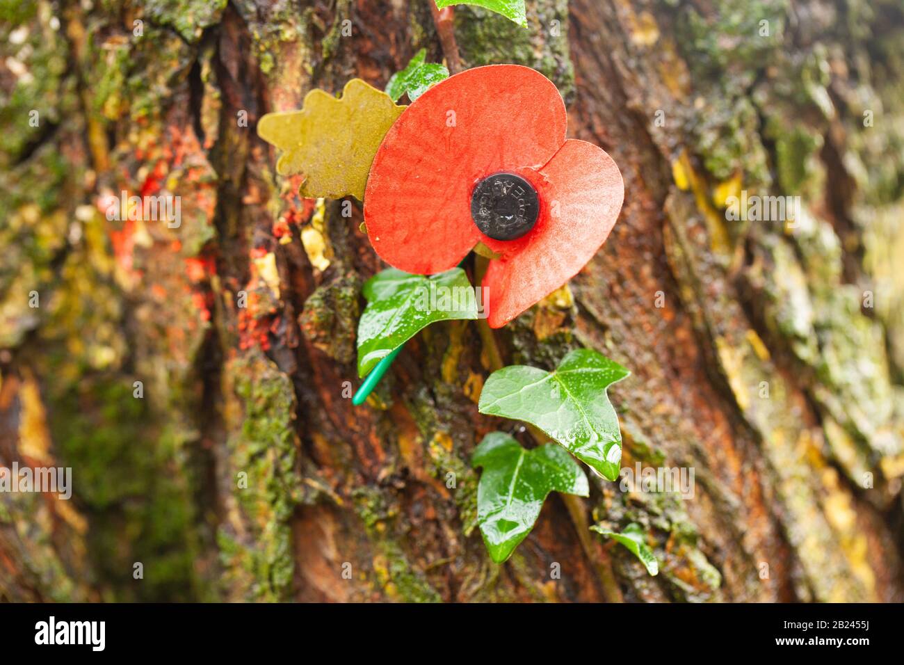 Close-up of an commemorative red Poppy on the trunk of a tree in Essex ...