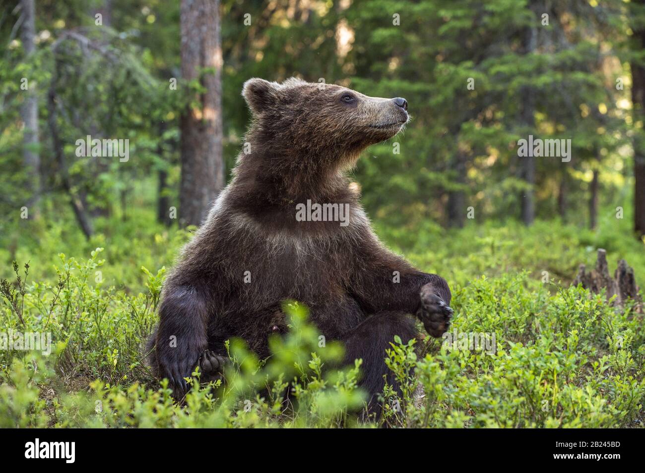 Cub of Brown Bear sit in the summer pine forest. Natural habitat ...
