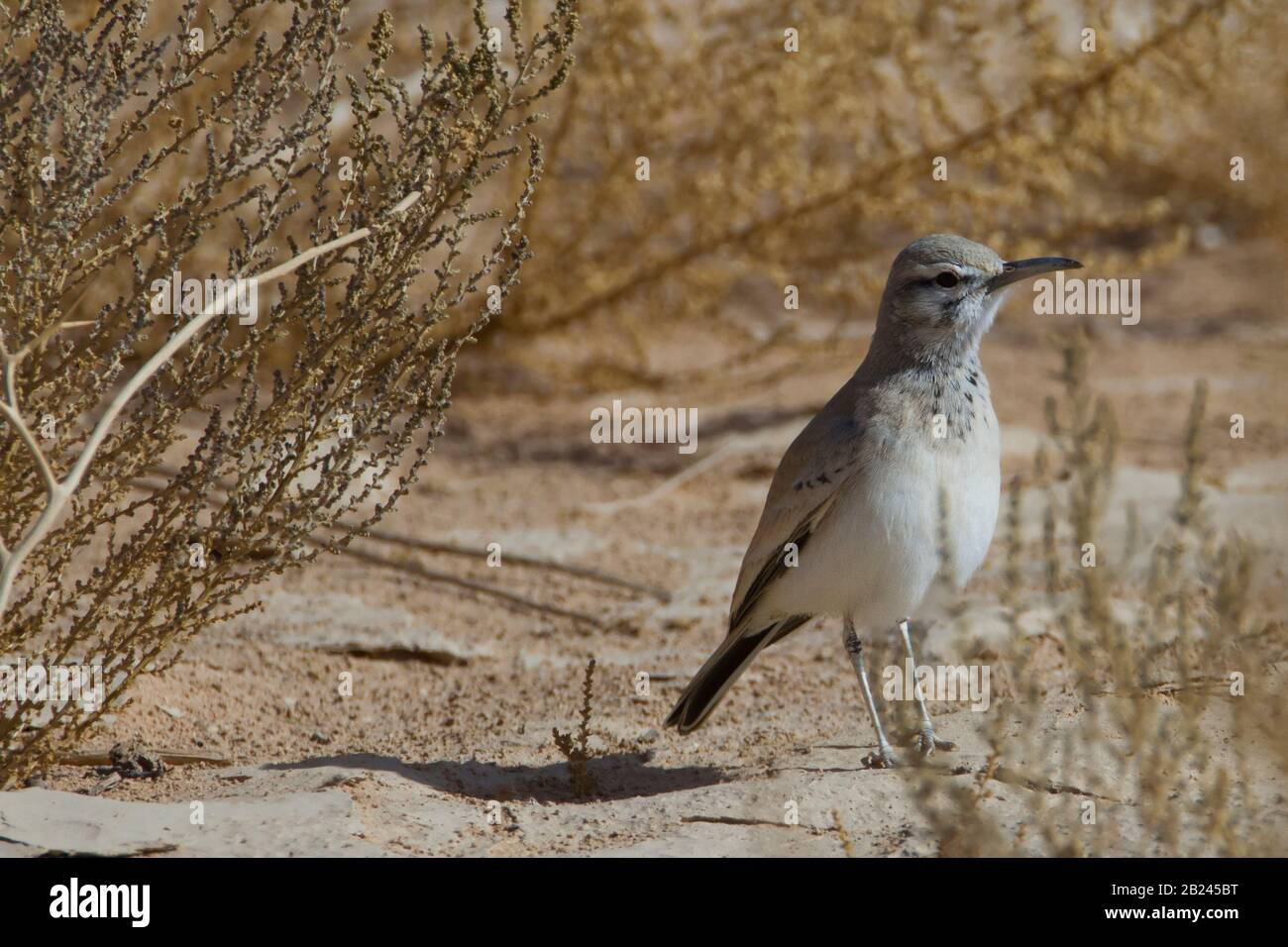 Greater hoopoe-lark (alaemon alaudipes Stock Photo - Alamy
