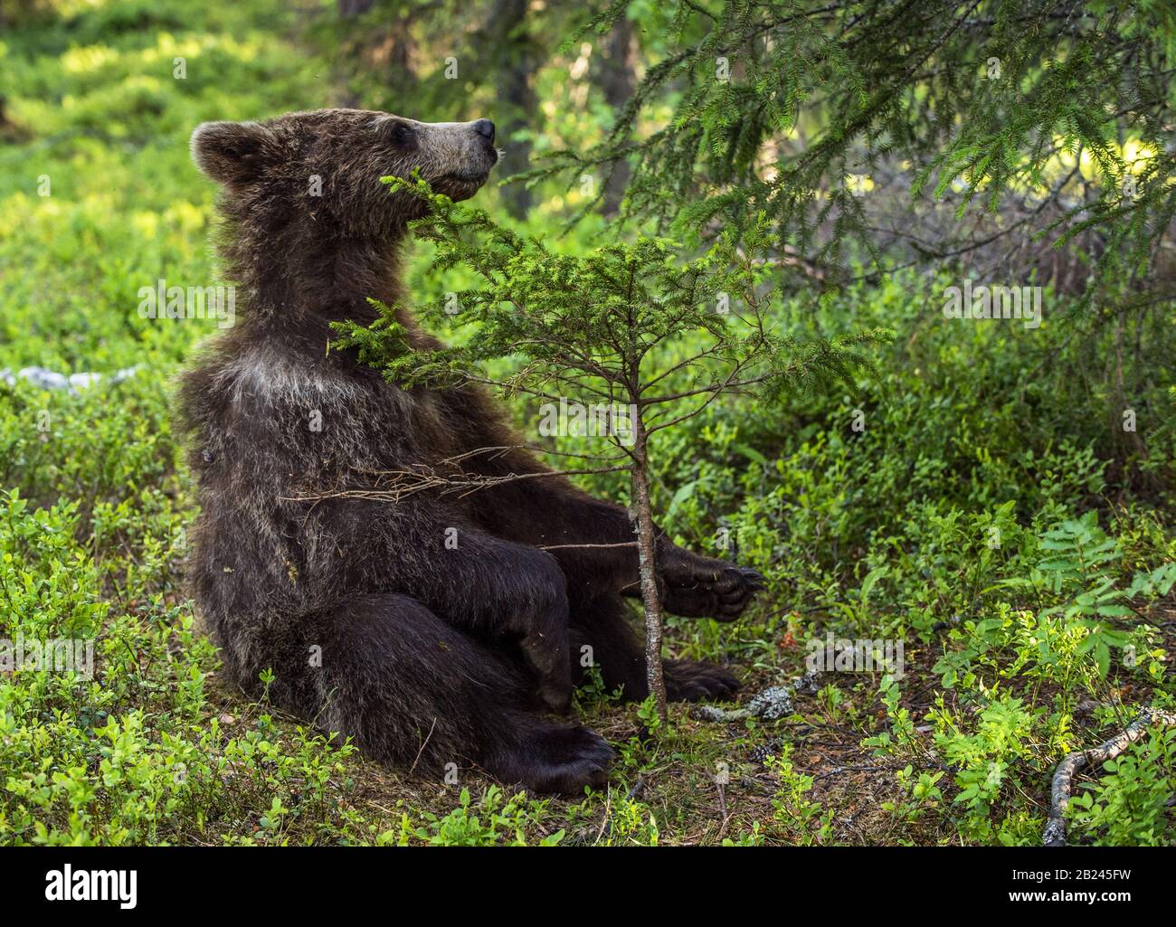 Cub of Brown Bear sit in the summer pine forest. Natural habitat ...