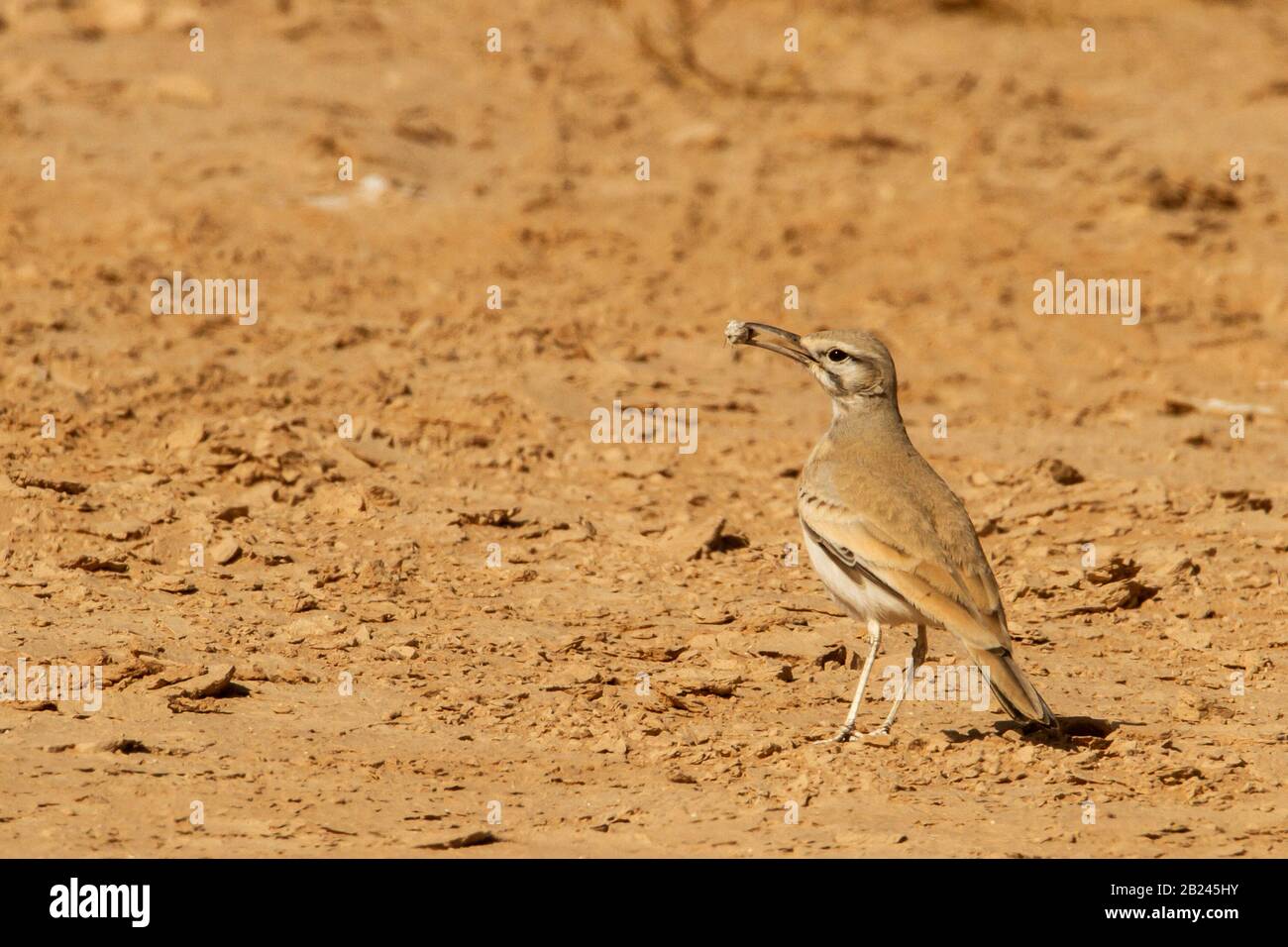 Greater hoopoe-lark (alaemon alaudipes Stock Photo - Alamy