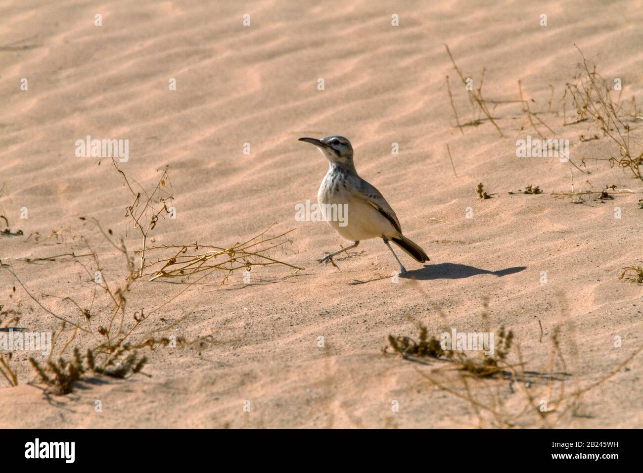 Greater hoopoe-lark (alaemon alaudipes Stock Photo - Alamy