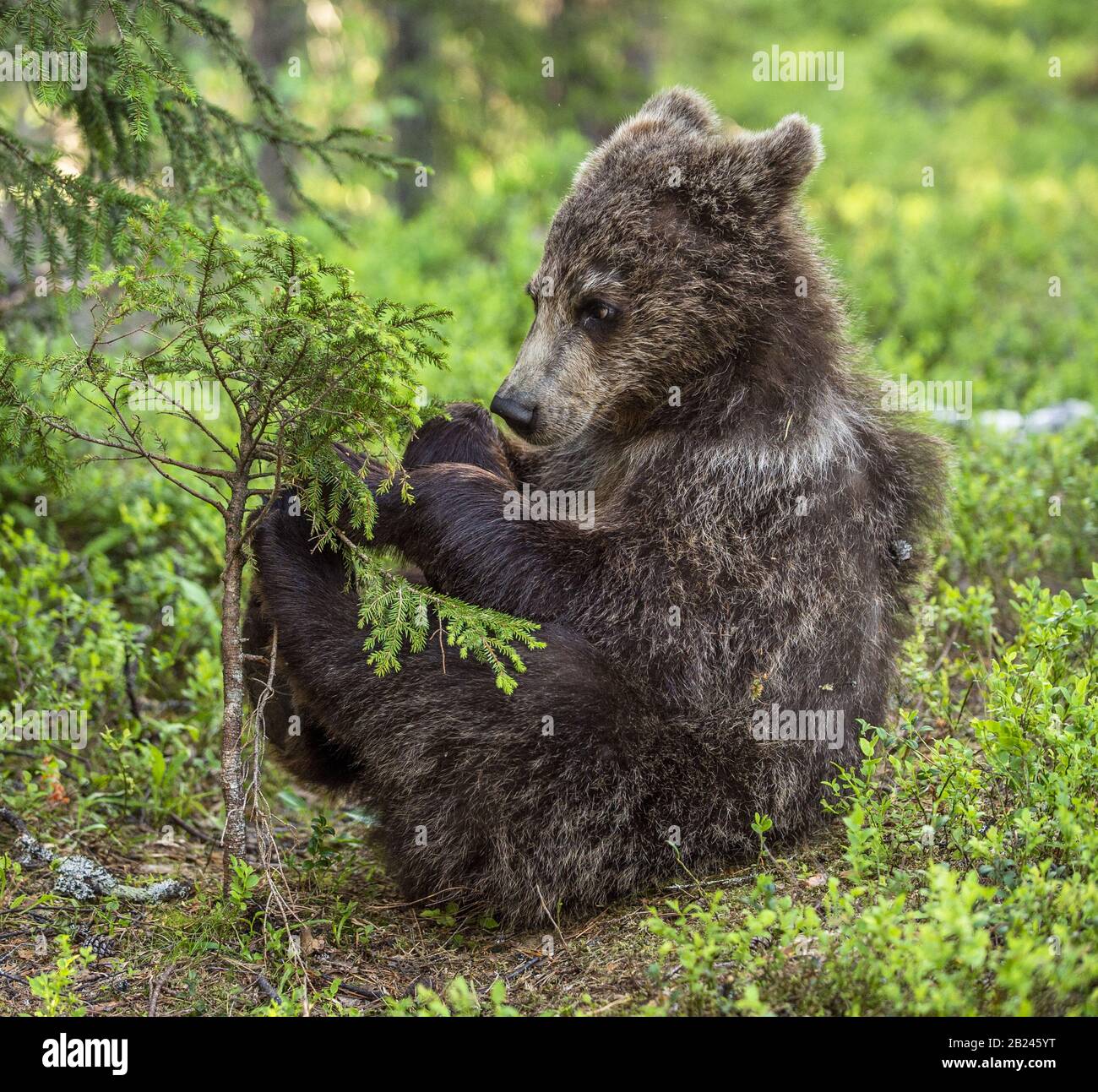 Bear sit hi-res stock photography and images - Alamy