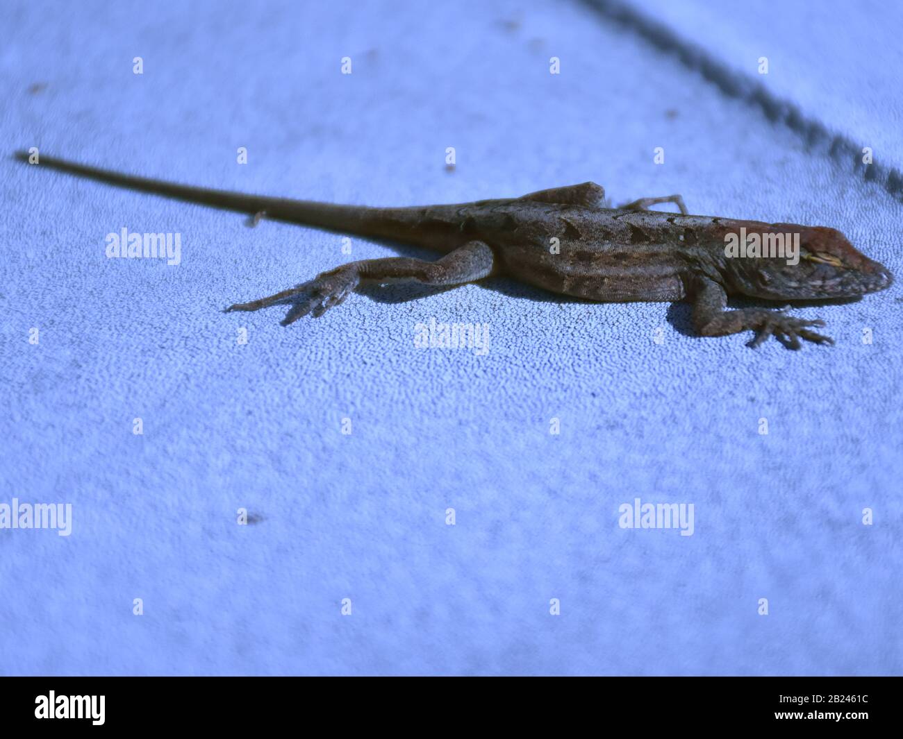This is a wildlife picture of a Bahaman Anole which is commonly known ...