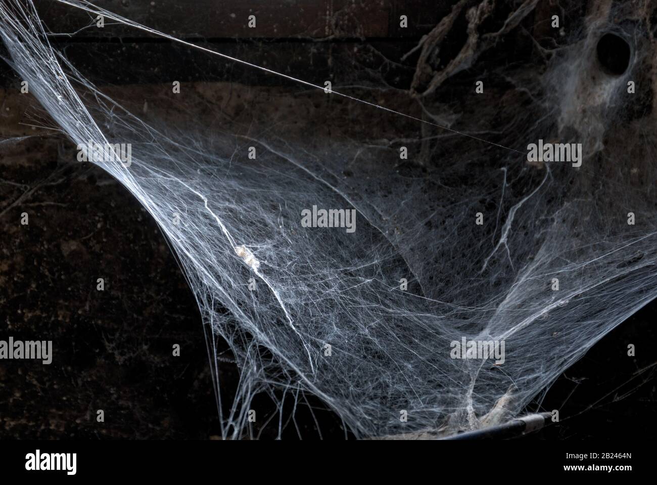 Huge real spiderweb background , dark (almost black and white) spooky ...