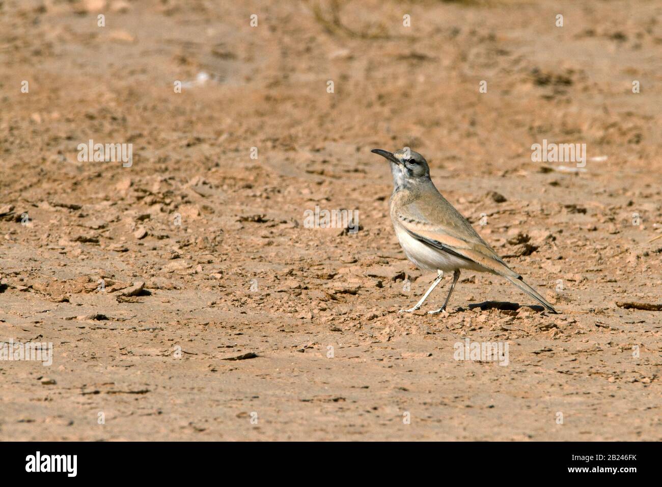 Greater hoopoe-lark (alaemon alaudipes Stock Photo - Alamy