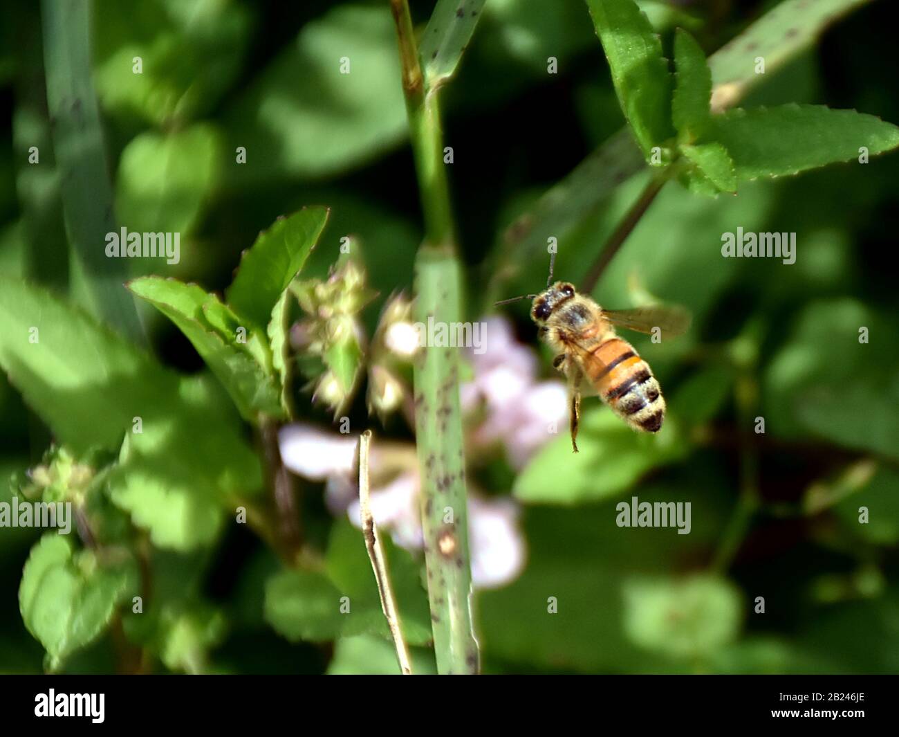 American honey bee picture hi-res stock photography and images - Alamy