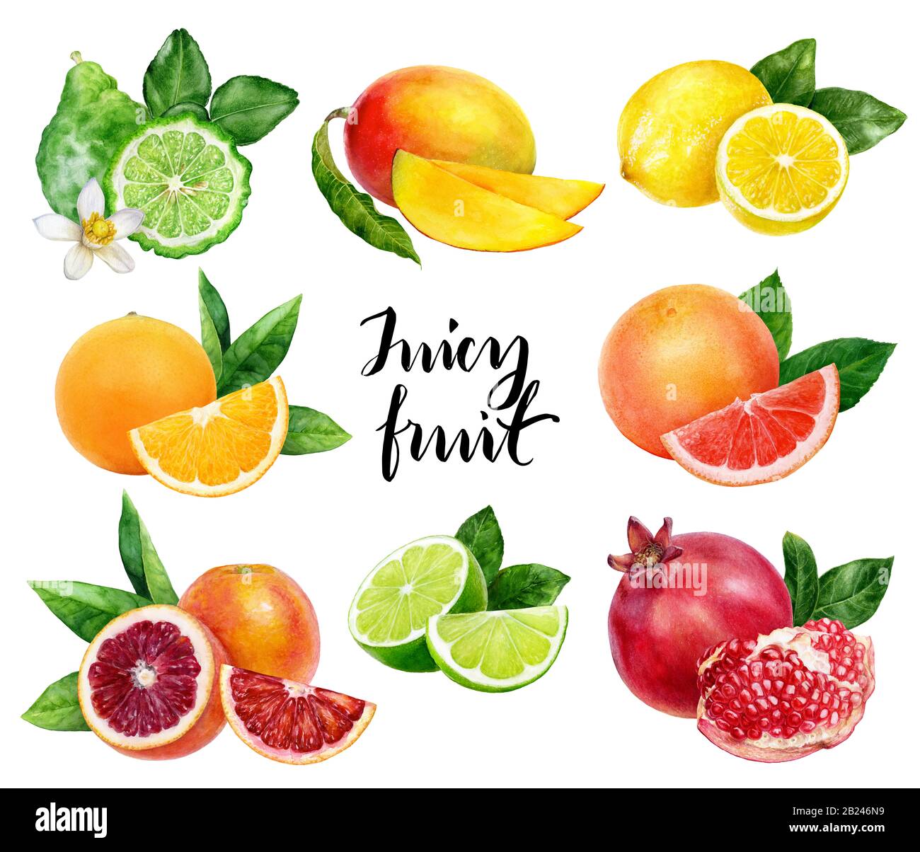 Watercolor juicy fruit set hand draw illustration isolated on white ...