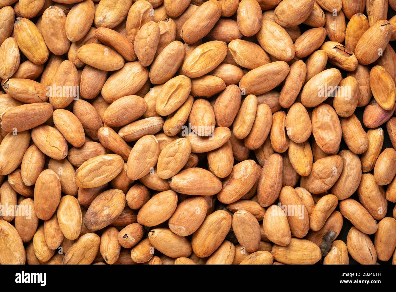 raw cacao beans o in shells, closeup background, superfood concept ...