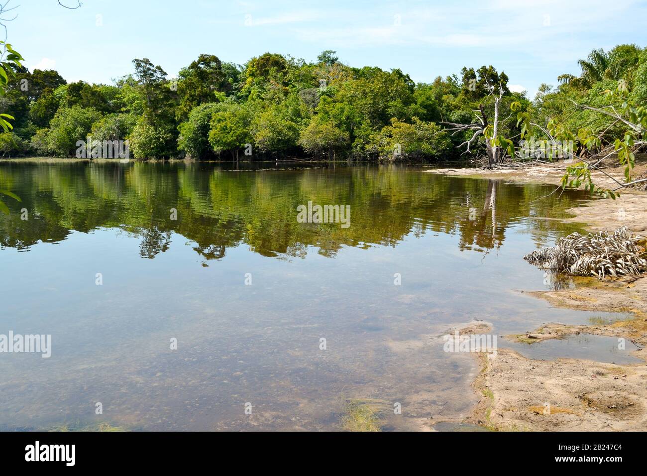 Water landscape in the Amazonian rain forest, north of Brazil Stock ...