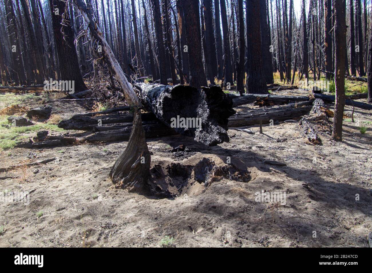 Tree stump yosemite national park hi-res stock photography and images ...
