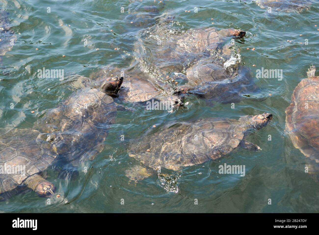 Amazon rainforest turtles hi-res stock photography and images - Alamy