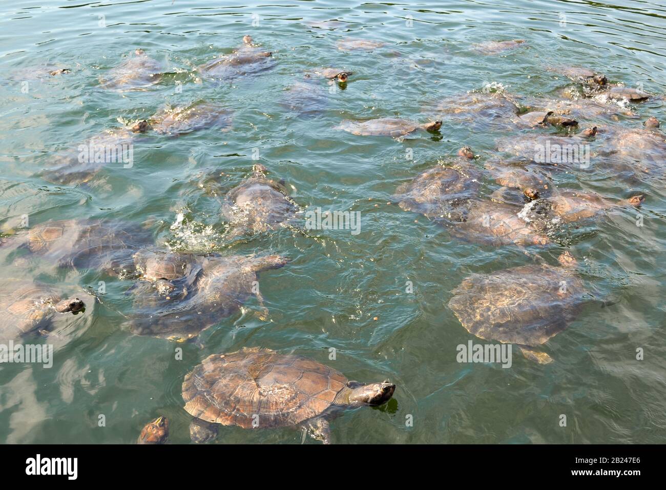 A large number of river turtles appearing out of the surface of the ...