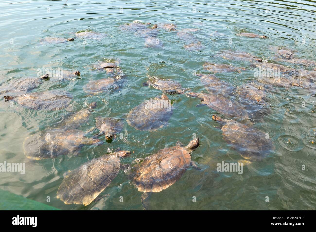 Amazon rainforest turtles hi-res stock photography and images - Alamy