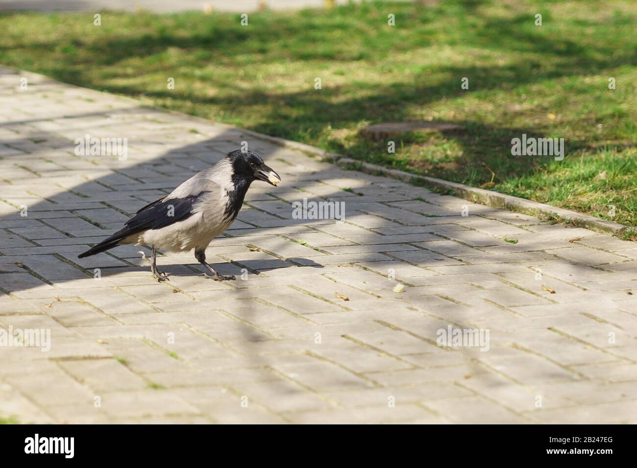 Animal production symbol hi-res stock photography and images - Alamy
