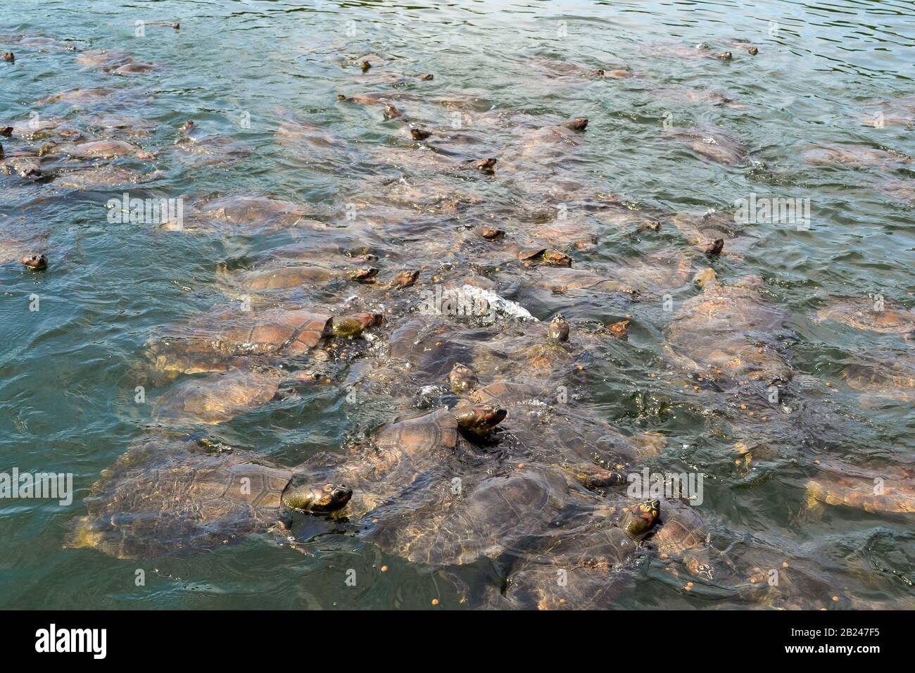 Amazon rainforest turtles hi-res stock photography and images - Alamy