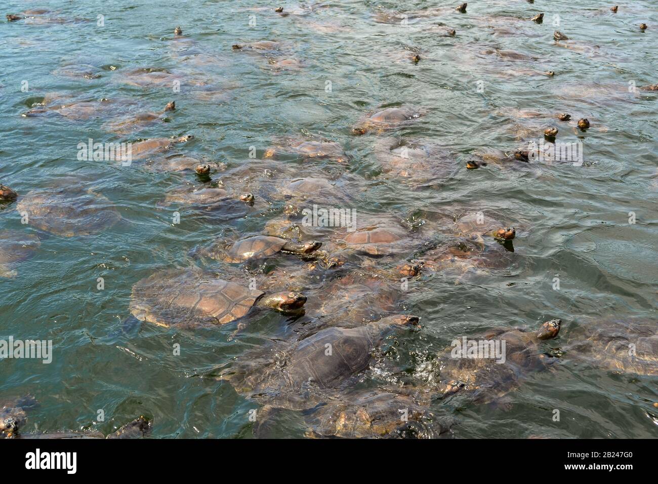 Amazon rainforest turtles hi-res stock photography and images - Alamy