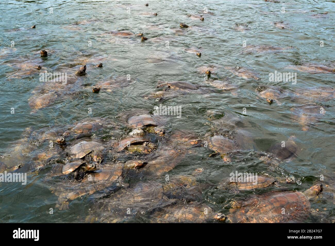 A large number of river turtles appearing out of the surface of the ...