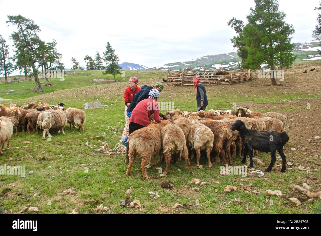 Mongolian lifestyle, Nomadic lifestyle in Western Mongolia Stock Photo ...