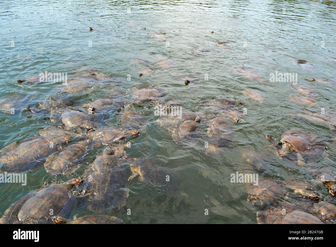 Amazon rainforest turtles hi-res stock photography and images - Alamy
