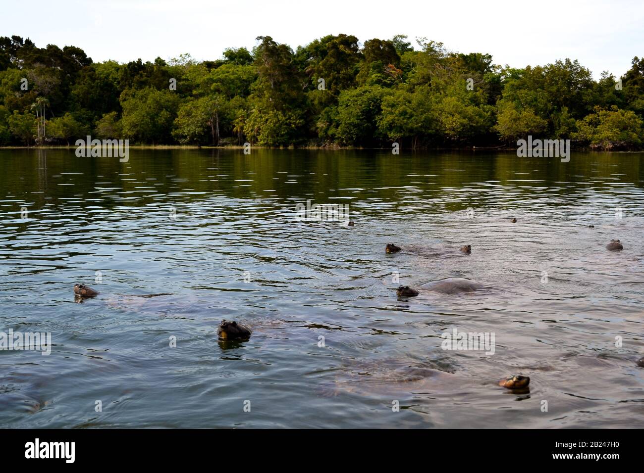Amazon rainforest turtles hi-res stock photography and images - Alamy
