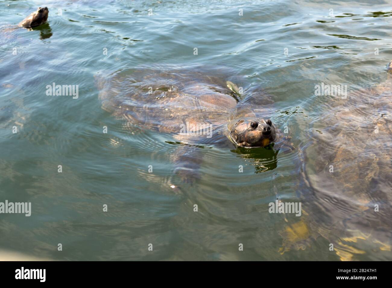 River Turtles High Resolution Stock Photography and Images - Alamy