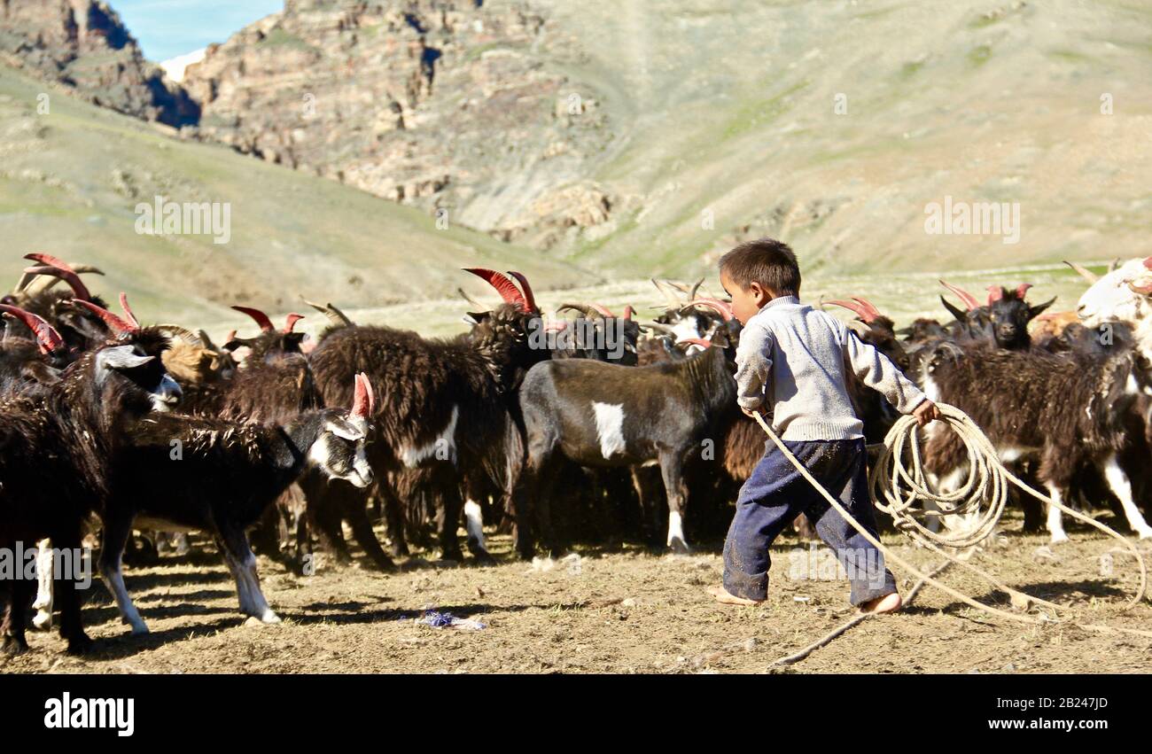 Mongolian lifestyle, Nomadic lifestyle in Western Mongolia Stock Photo ...