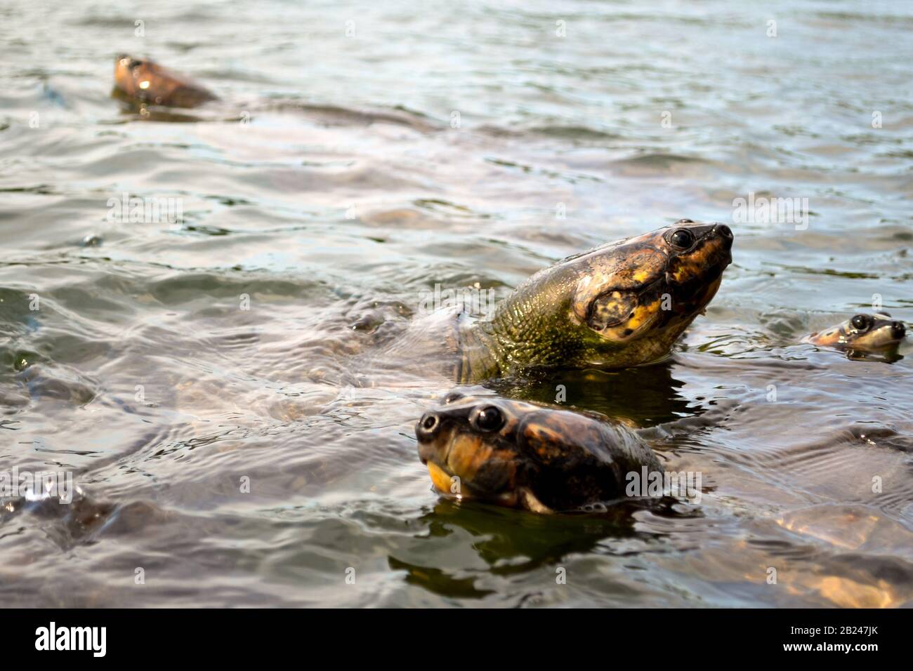 The little head appearing out of the surface of the water of turtles in ...