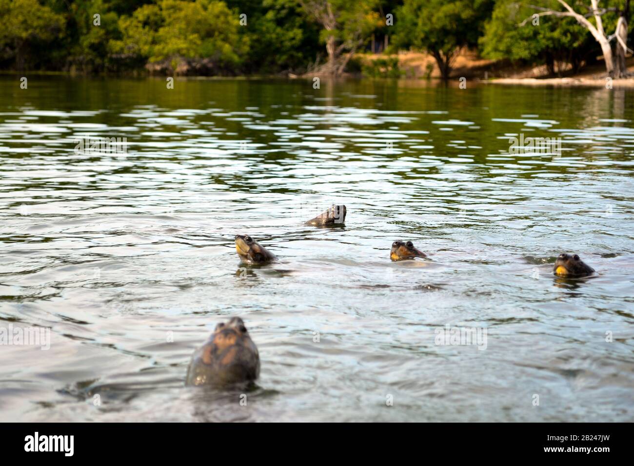 Amazon rainforest turtles hi-res stock photography and images - Alamy