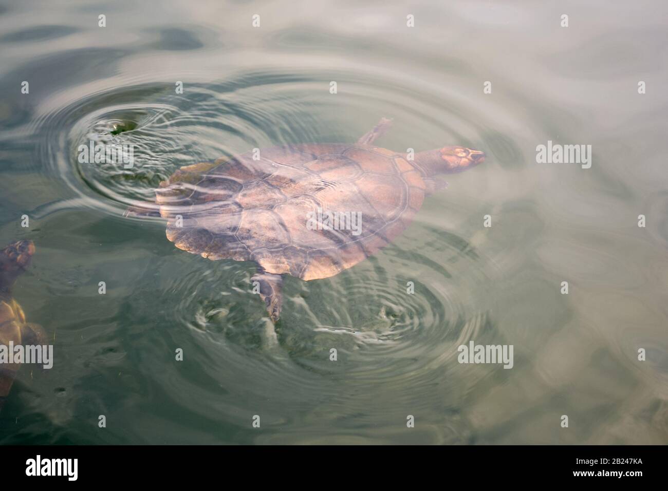 A river turtle appearing on the surface of the water in a little lake ...