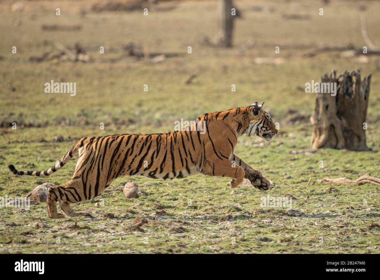 Wild tigress (Panthera tigris tigris) running across a dry lake bed ...