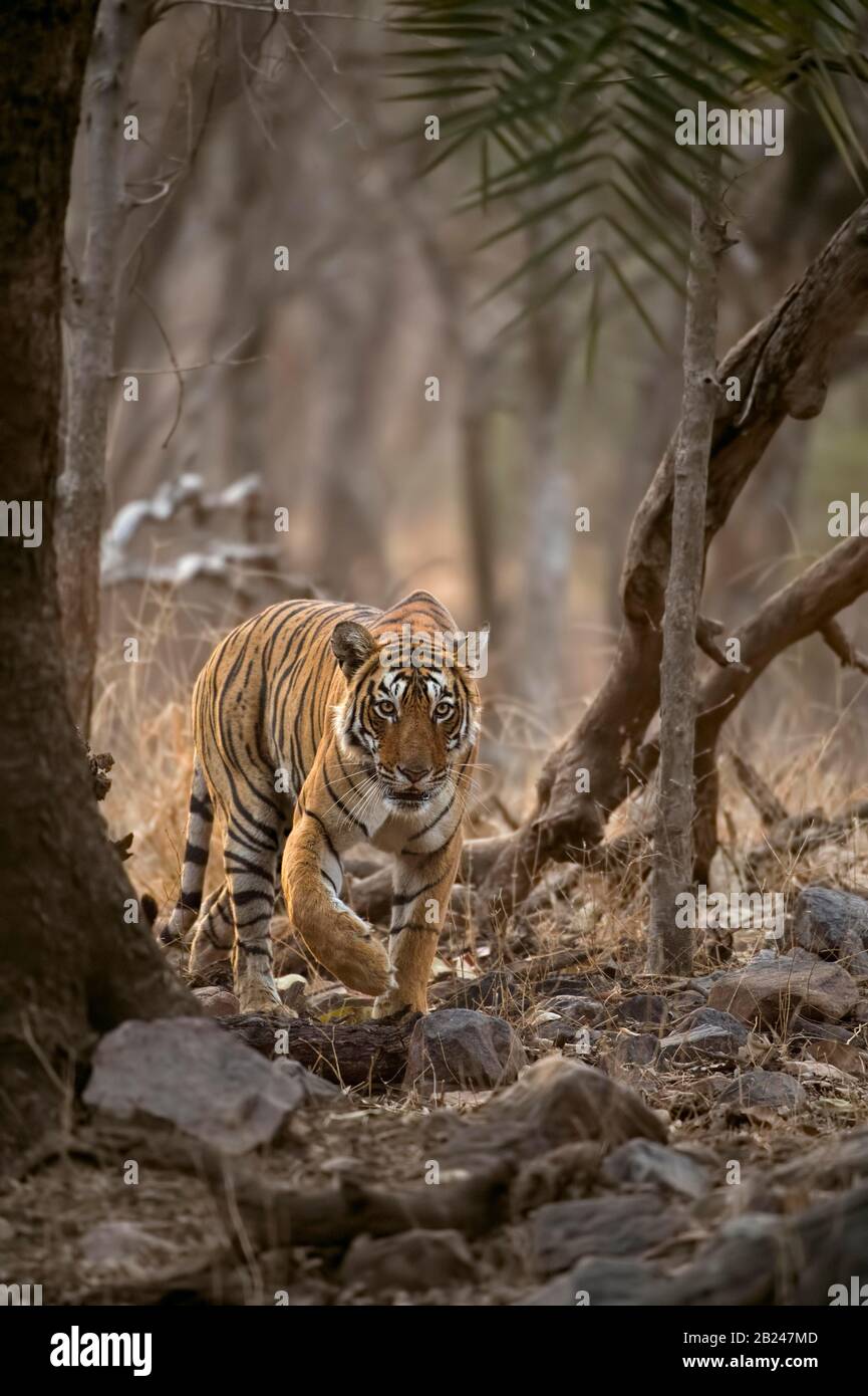 Tiger approaching wild animal hi-res stock photography and images - Alamy