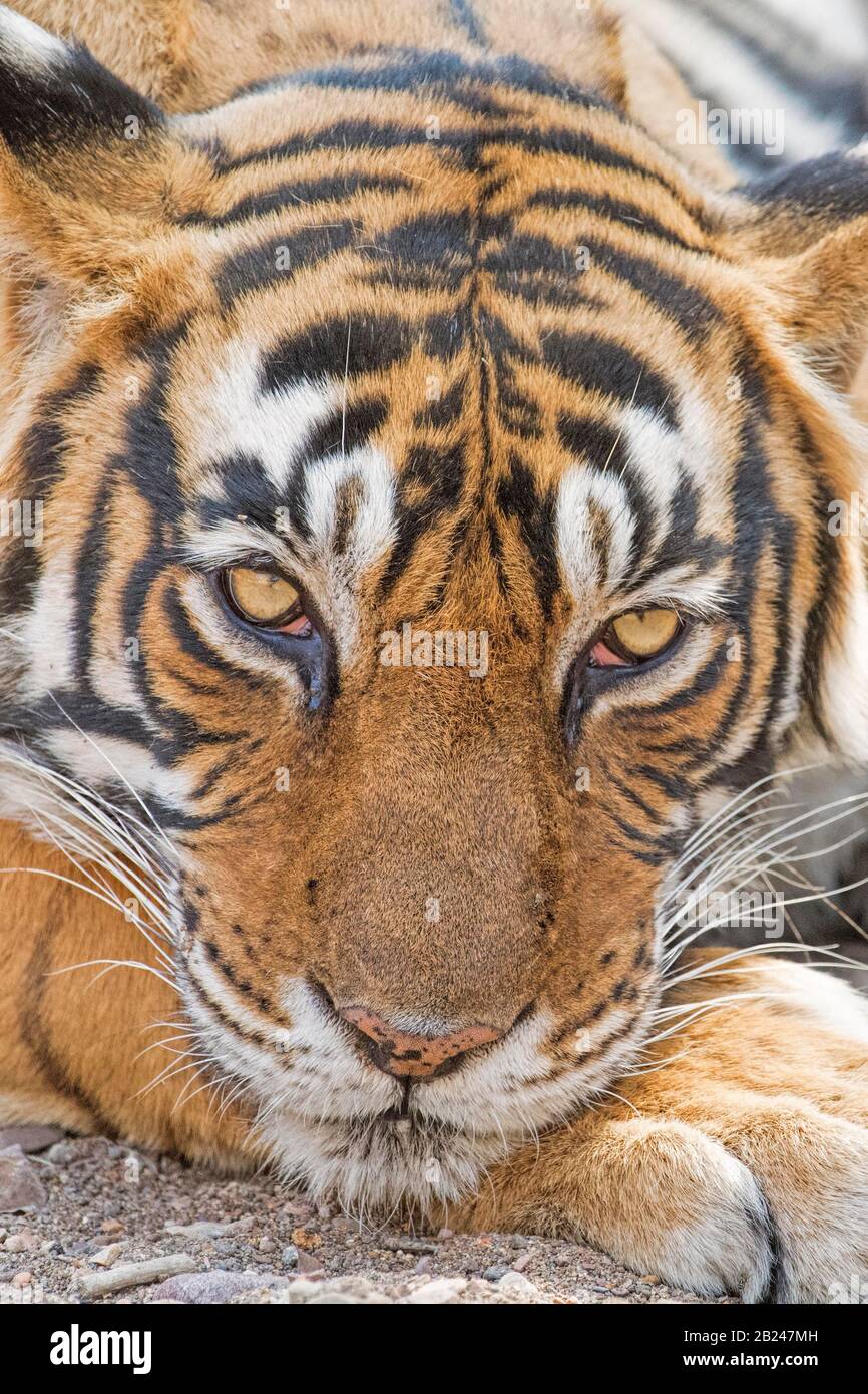 Portrait of a tiger (Panthera tigris tigris), Ranthambore National Park ...